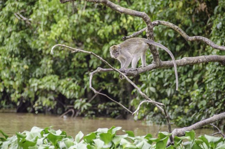 Things to Do in Sabah, Borneo: A Guide for the Independent Woman
